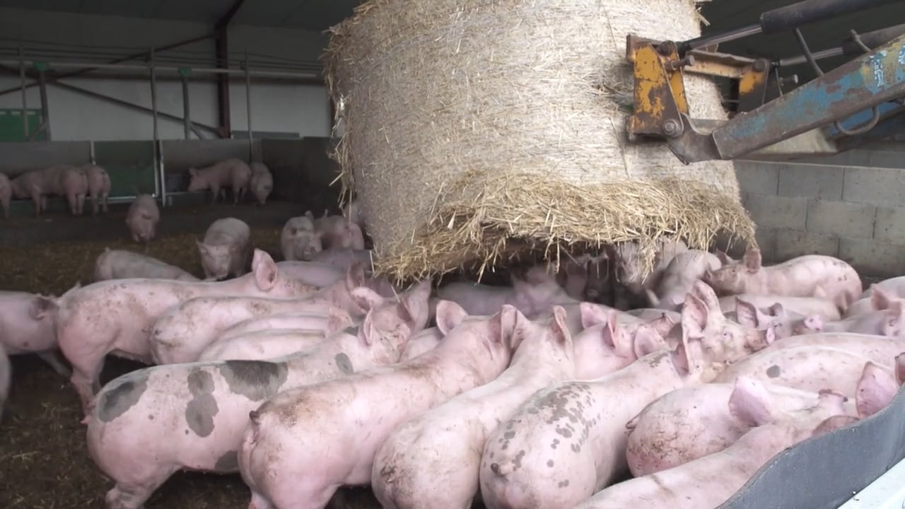 OSAE : La ferme du Ty Viel - mes pratiques agroécologiques on Vimeo