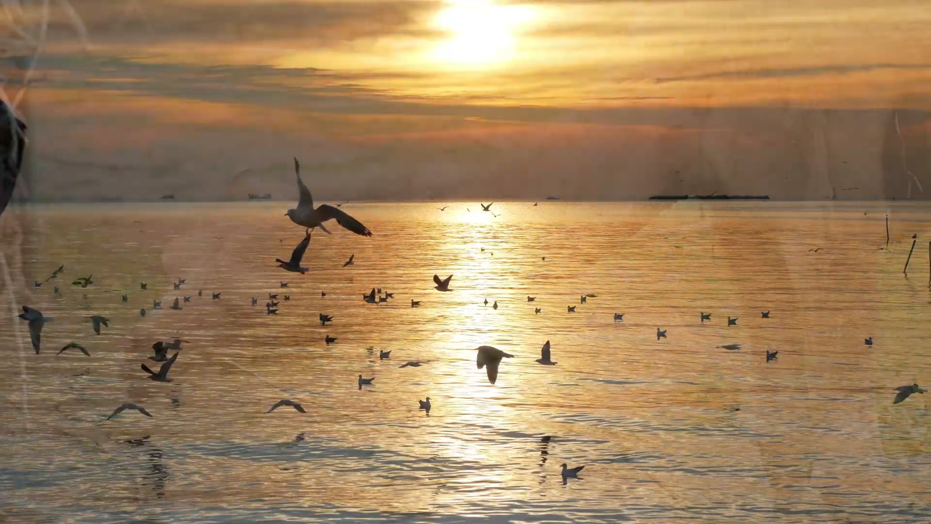 Exploring The Wild World Of Animals Promo.mp4 on Vimeo