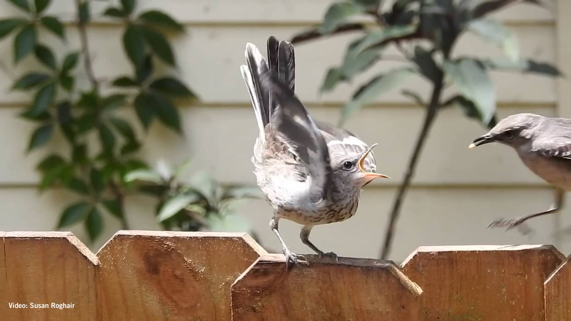 BBN 6-18 - Migration and Fledglings, Robins 'Anting', Penguins ...