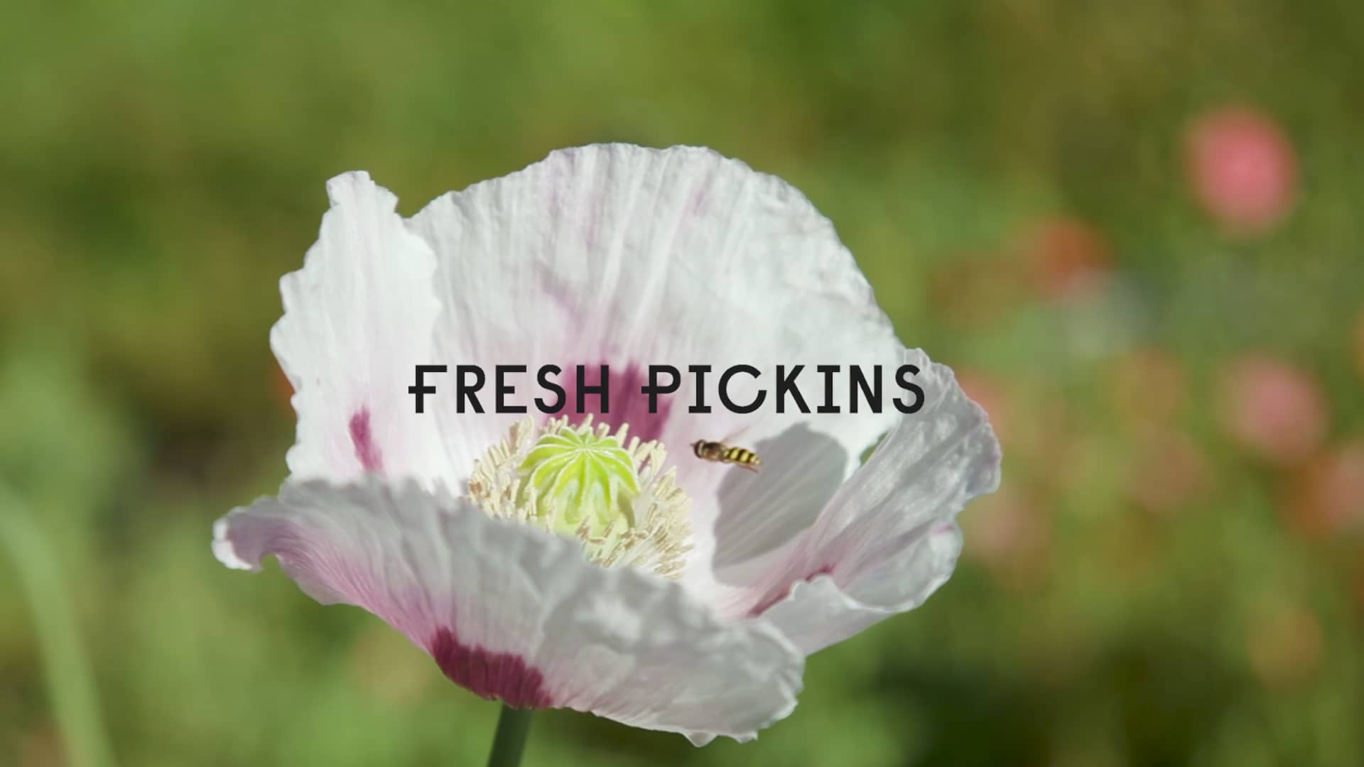 Fresh Pickins on Vimeo