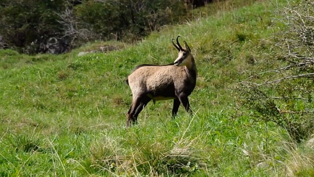 Chamois Animal Mammal Rupicapra - Free video on Pixabay