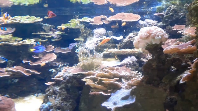 Aquarium, Colored Fish, Zoo. Free Stock Video - Pixabay