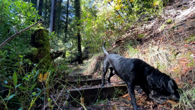 Dog, Woods, Forest. Free Stock Video - Pixabay