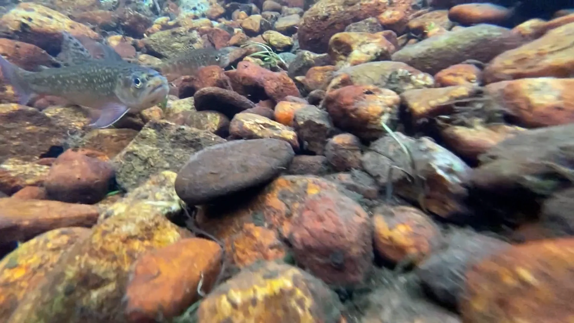 Childs River Monitoring Report - Brook Trout! - video by Steve Hurley ...