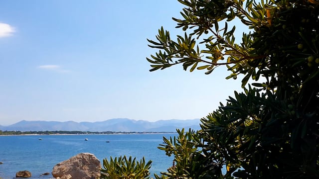 Tree Fruit Sunbeams - Free video on Pixabay