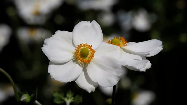 Anemone Flower Plant - Free video on Pixabay