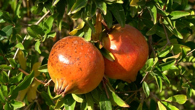Grenades Fruit Tree - Free video on Pixabay