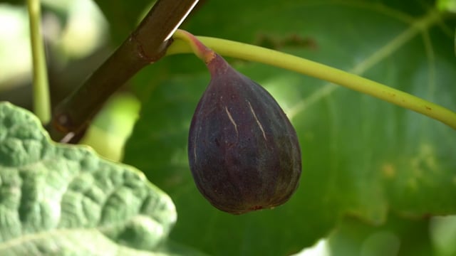 Fig Fruit Tree - Free video on Pixabay