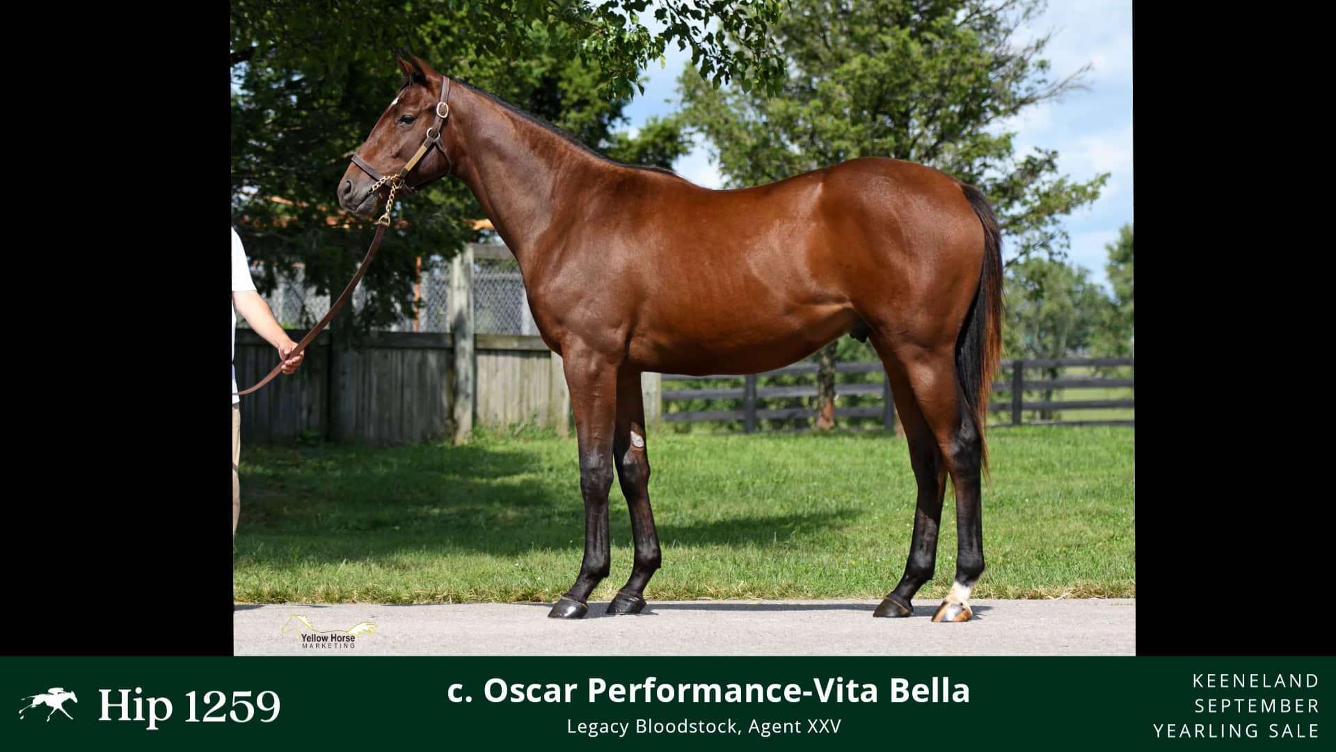 2022 Keeneland September Yearling Sale: Hip #1259 Oscar Performance x ...