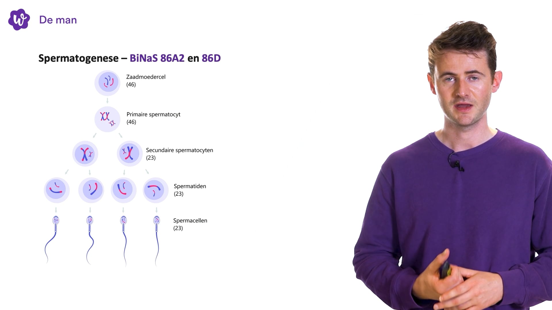 De man (BvJ) oefenen | StudyGo
