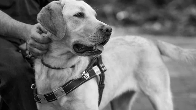 The Southeastern Guide Dogs Story
