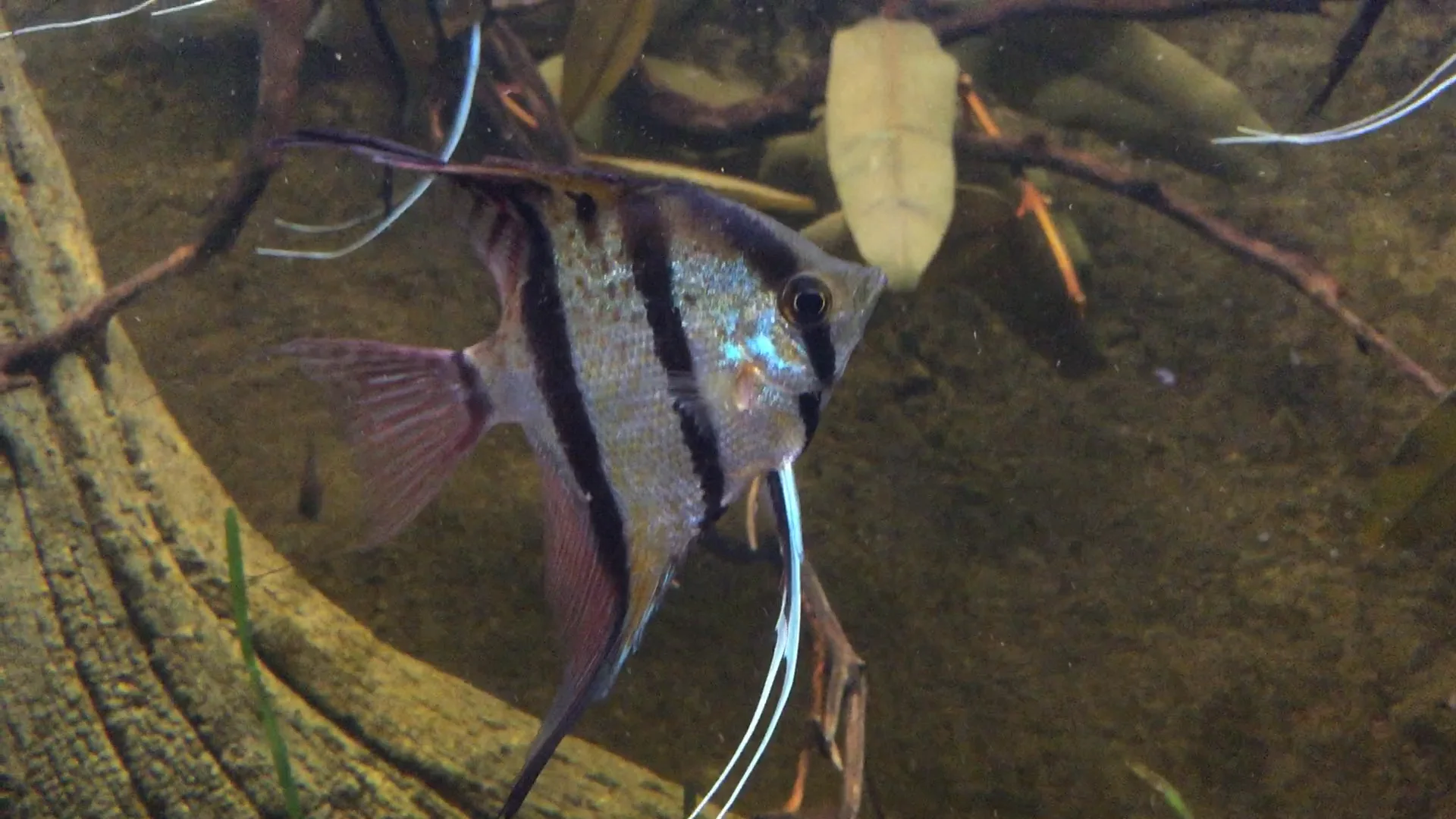 Angelfish. Cal. Academy of Sciences on Vimeo
