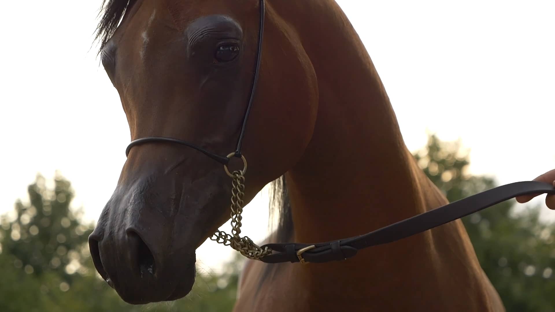 HAMED SARM - SARM STUD on Vimeo