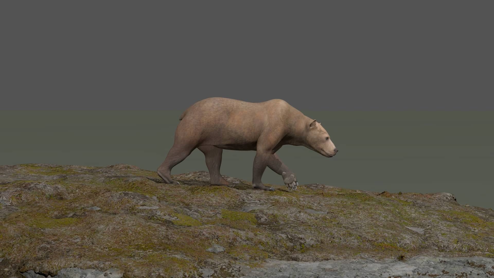 Bear Animation - Animal Behaviour Class on Vimeo