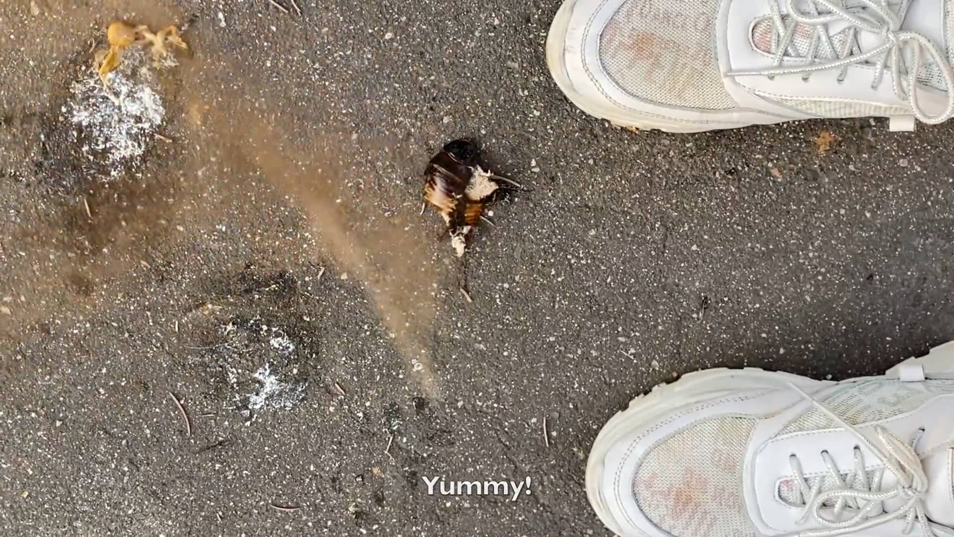 Katrina Cockroach Crush (Free) on Vimeo