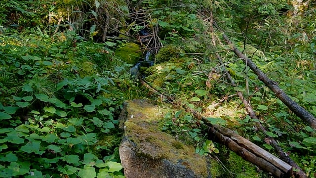 Spring Water Source Pure - Free video on Pixabay