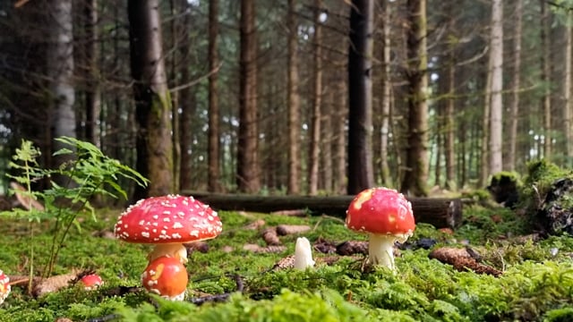 Más de 300 vídeos en HD y 4K gratis de Hongos y Hong Kong - Pixabay
