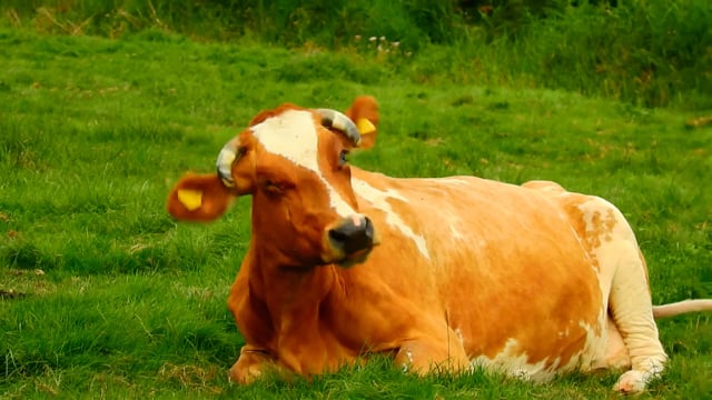 300+ Video, Klip HD & 4K Sapi & Daging Sapi Gratis - Pixabay