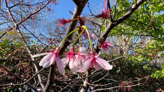 Fleur Rose Prune De Prunier - Free video on Pixabay - Pixabay