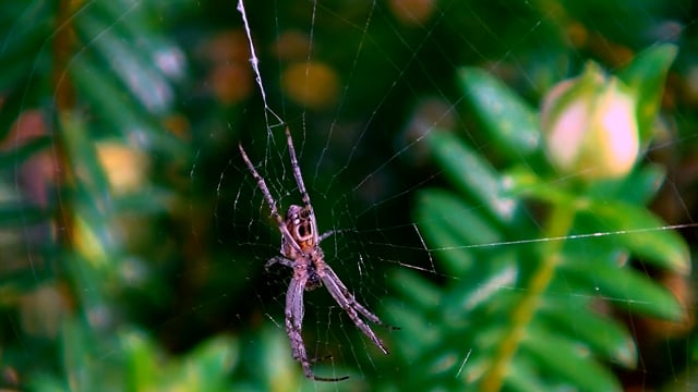 Spider, Web, Insect. Free Stock Video - Pixabay