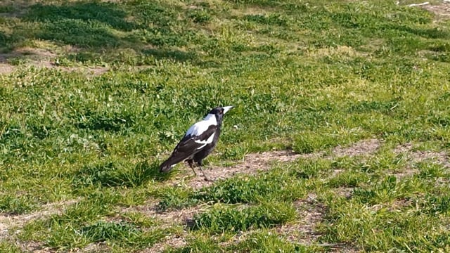 Pega Pássaro Animais Selvagens - Free video on Pixabay