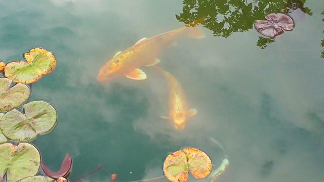 Fish, Pond, Water Lily. Free Stock Video - Pixabay