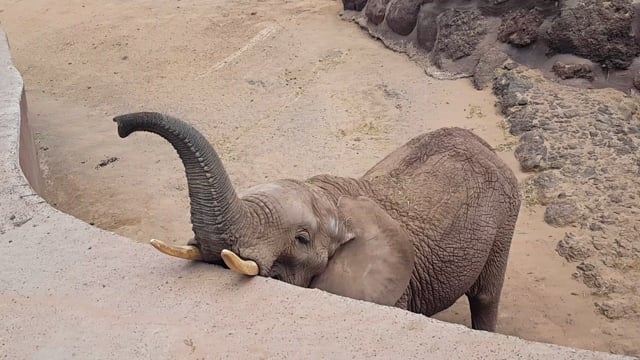 Elephant Trunk Tusks - Free video on Pixabay