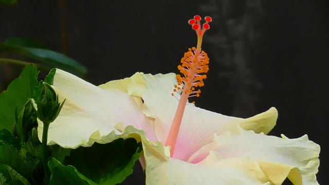 Pestle, Stamens, Petals. Free Stock Video - Pixabay