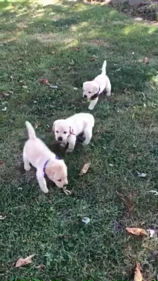 Colt - Labrador Retriever puppy for sale on Vimeo