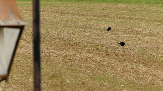 Crows, Bird, Nature. Free Stock Video - Pixabay