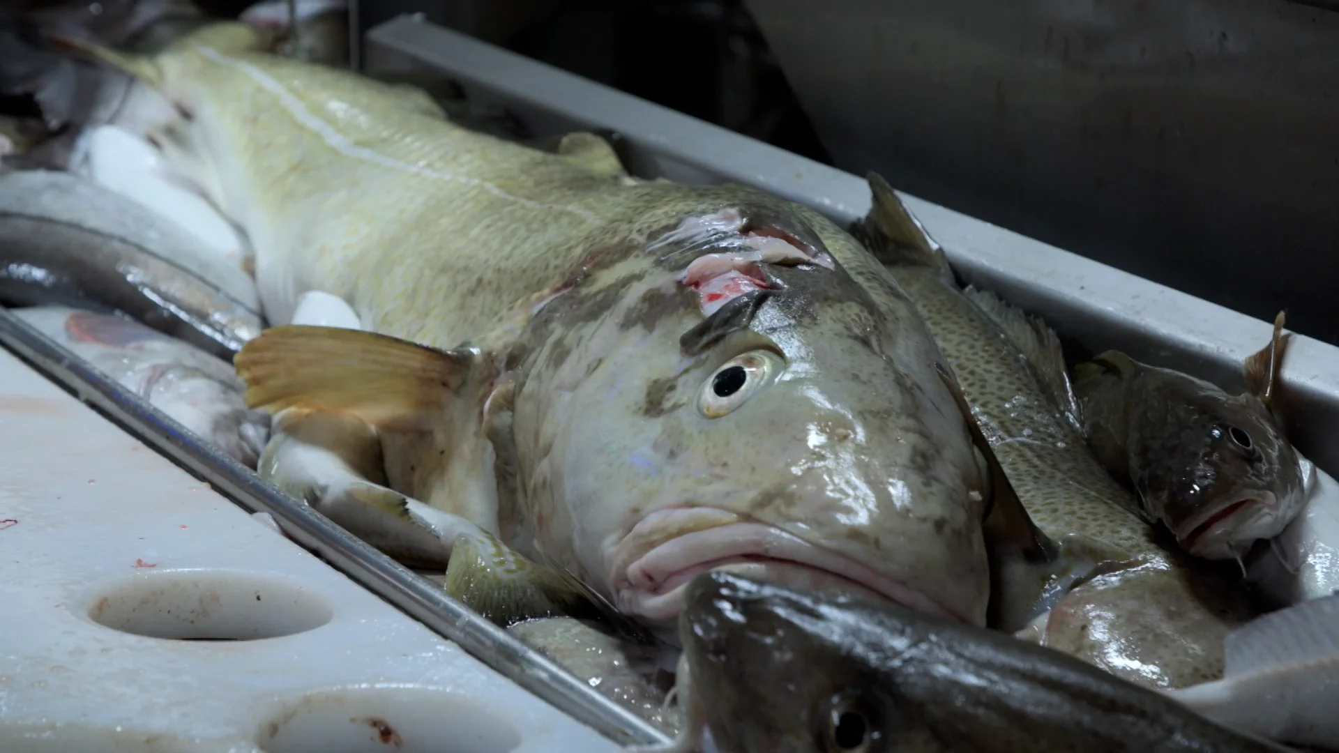 Ice Cold Catch (Discovery) on Vimeo