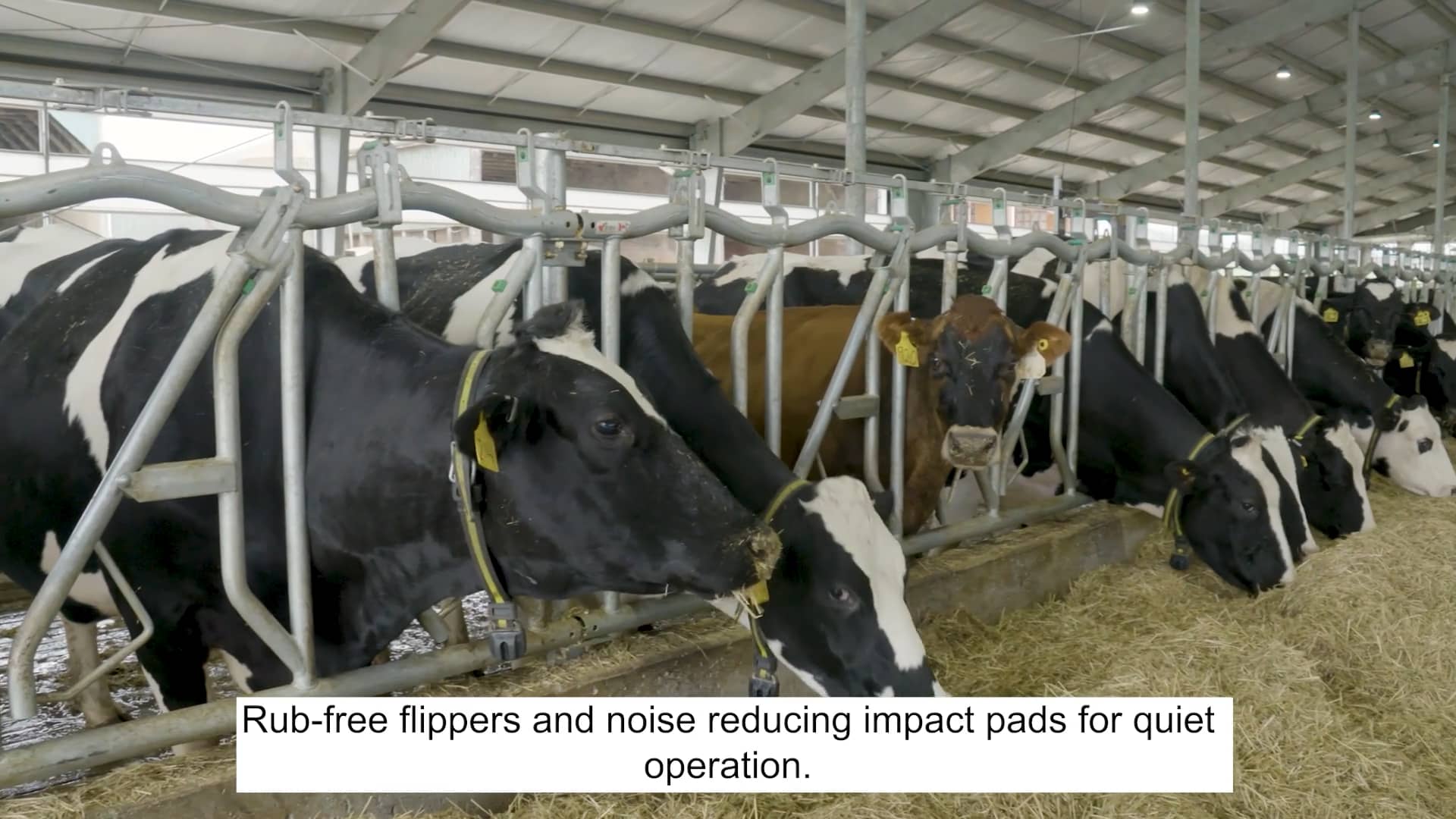 VES-Artex CSL Headlock on Vimeo