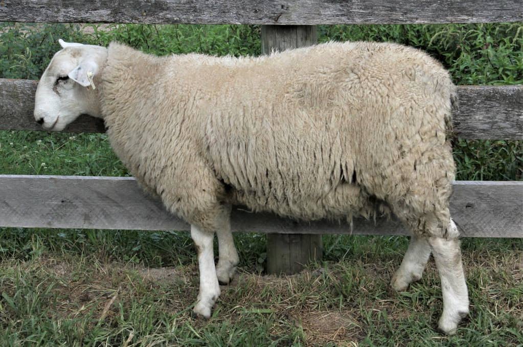 # 937 High Road Sheep: North Country Cheviot Rams for Sale on Vimeo