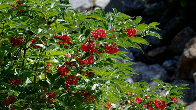 Tree Rowan Wild Sorbus - Free video on Pixabay
