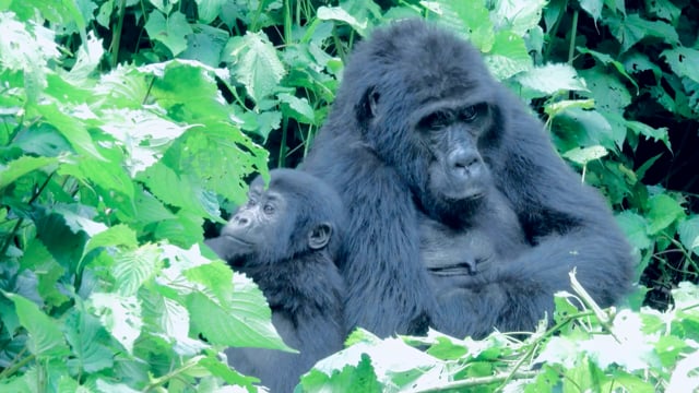Gorilla, Mountain, Africa. Free Stock Video - Pixabay