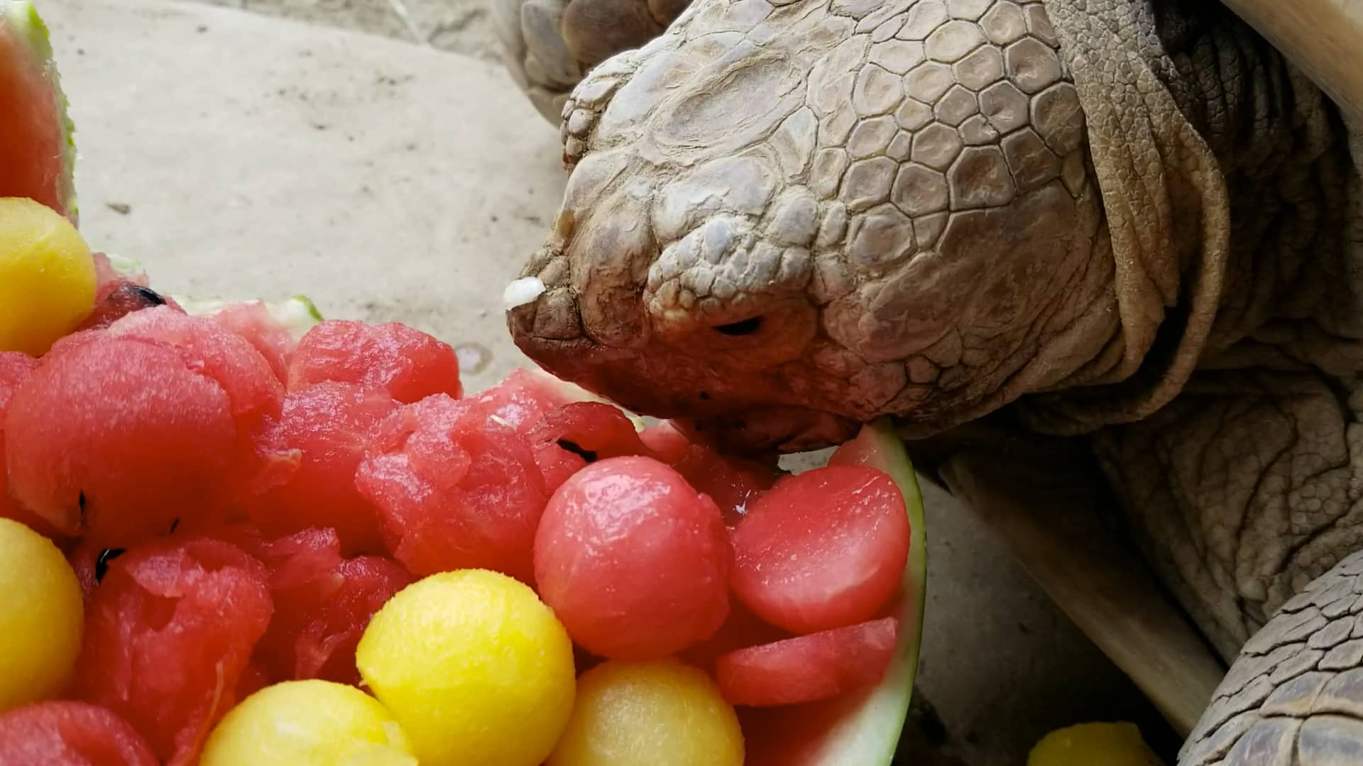 African spurred tortoise eating watermelon on Vimeo