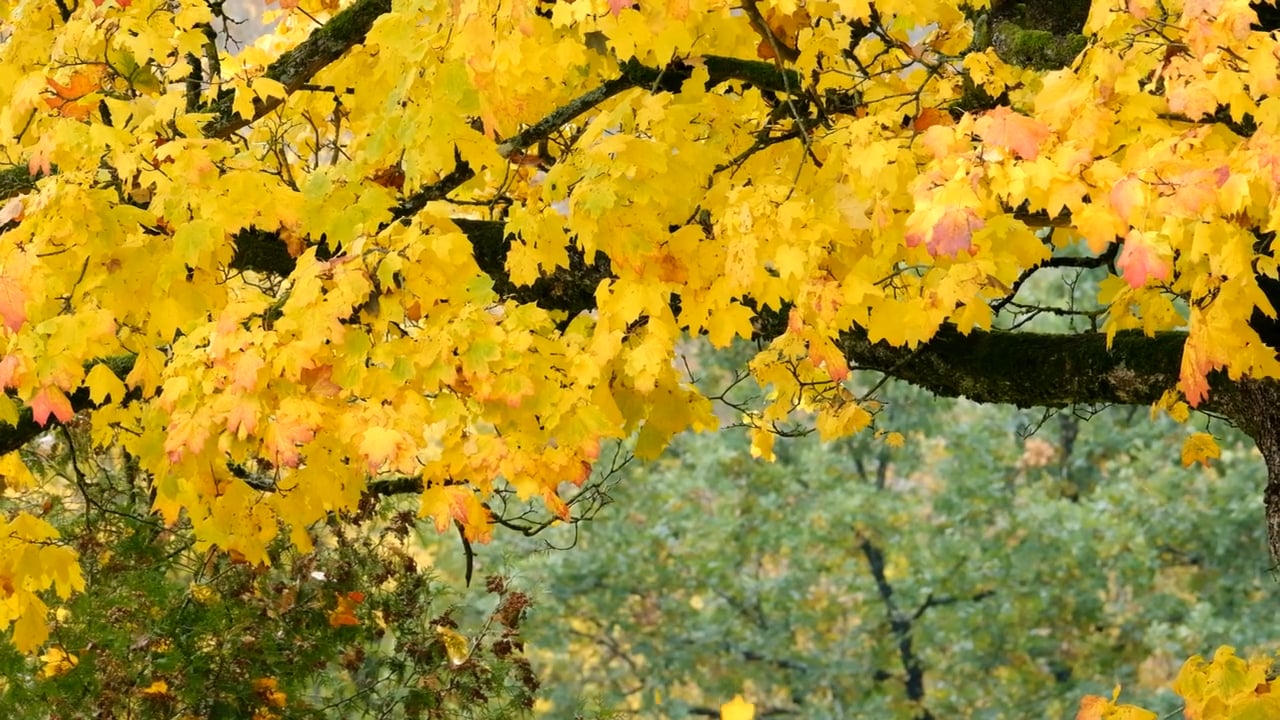 NorCal Civil Engineering Inc. - Septic Systems, Tailored Designs