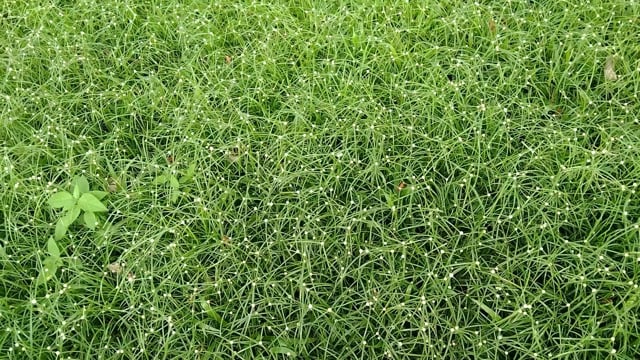 Green Relax Meditation - Free video on Pixabay