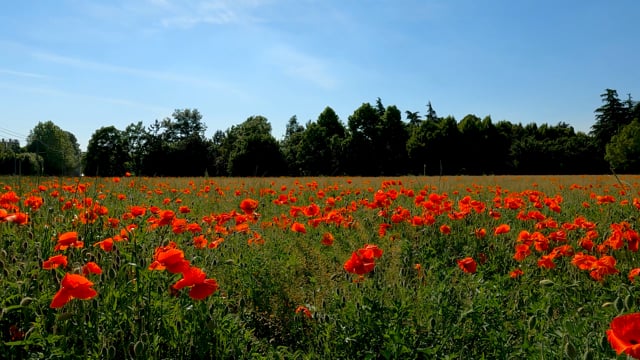 Flores Floresta Bosques - Free video on Pixabay