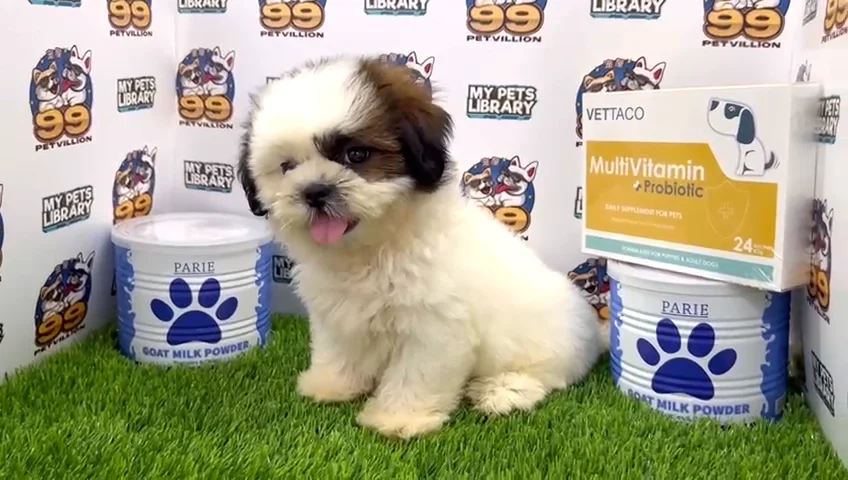 99 Tri Color Shih Tzu Puppy (Male) For Sale 1