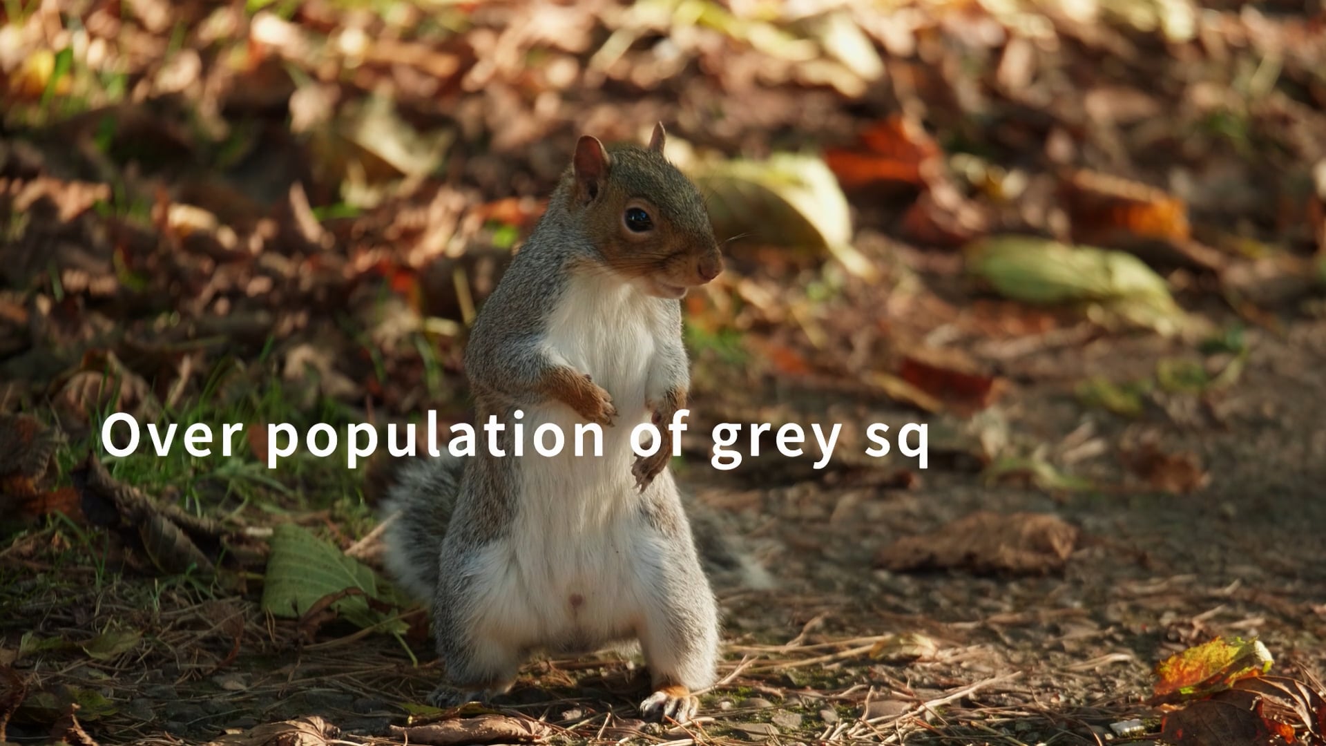 Promo - Gene drive grey squirrels on Vimeo