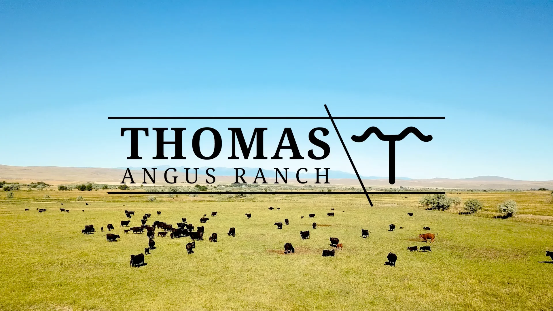 Thomas Angus Ranch - Brand Video - Bulls.mp4 on Vimeo