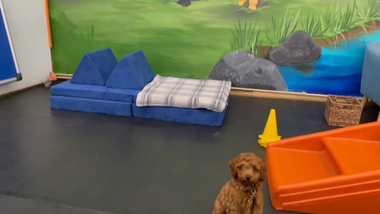 Part 1 Bruno in morning too excited on Vimeo