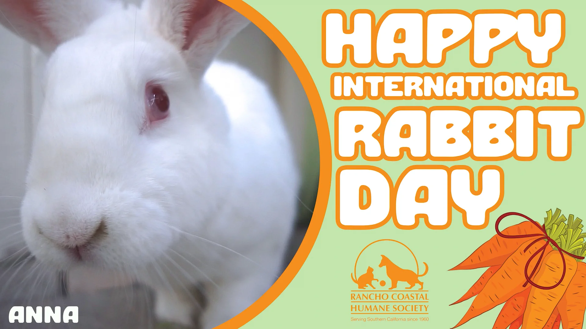 International Rabbit Day.mp4 on Vimeo