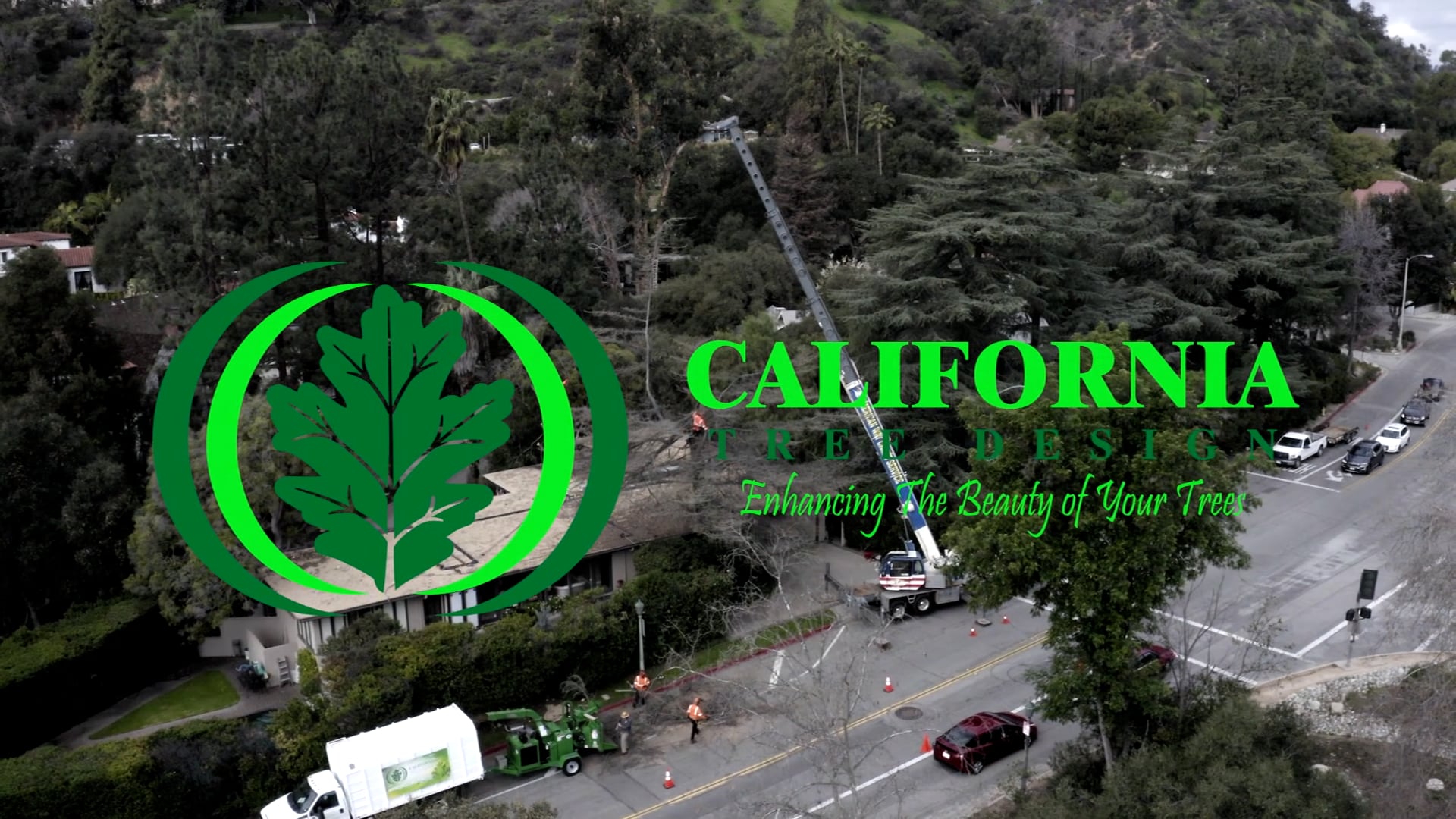 Tree Service - California Tree Design Inc.