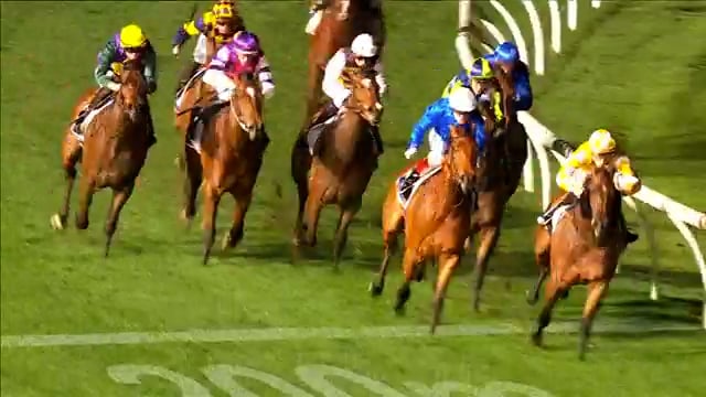 I Am Invincible - Stallion | Breednet