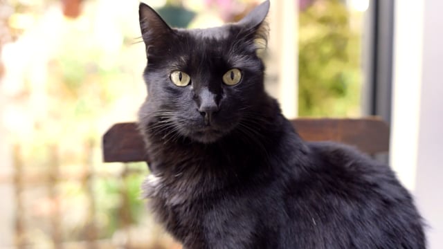 Gato Doméstico Curiosidade - Free video on Pixabay - Pixabay