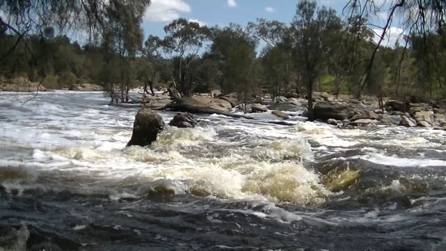 Tree Rapids Waterfall Free Stock Video - Pixabay