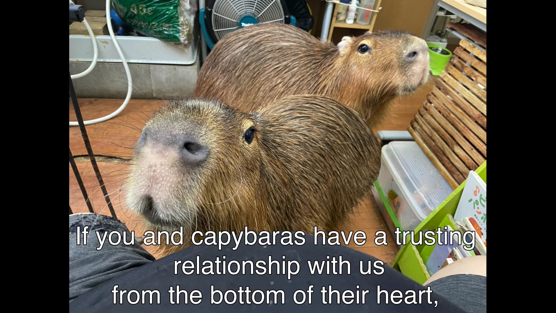 I'm in the process of Capybara University on Vimeo