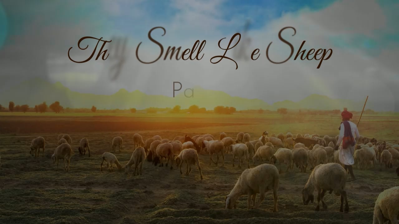 They Smell Like Sheep Part 3 on Vimeo